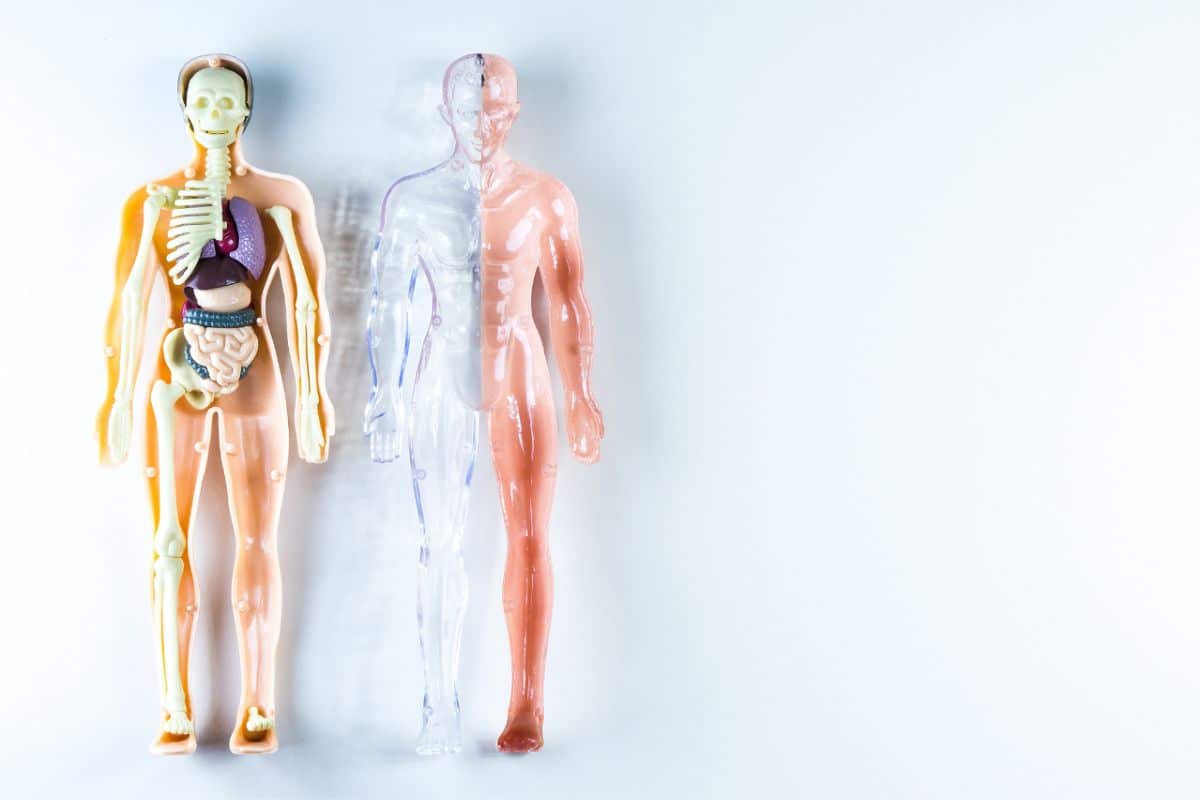 Die Bedeutung einer gründlichen Reinigung für den Körper